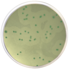 LISTERIA CHROMOGENIC AGAR BASE ISO 11290-1 acc. to OTTAVIANI and AGOSTI ...