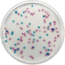 E. COLI COLIFORMS CHROMOGENIC AGAR BASE (BOE) 500 grams/bottle