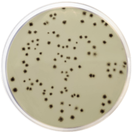 IRON SULPHITE AGAR (ISO 15213) 500 grams/bottle